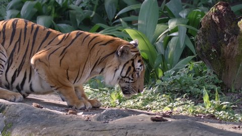 Choking Malayan Tiger Spitting Out Piece Stock Footage Video (100% ...
