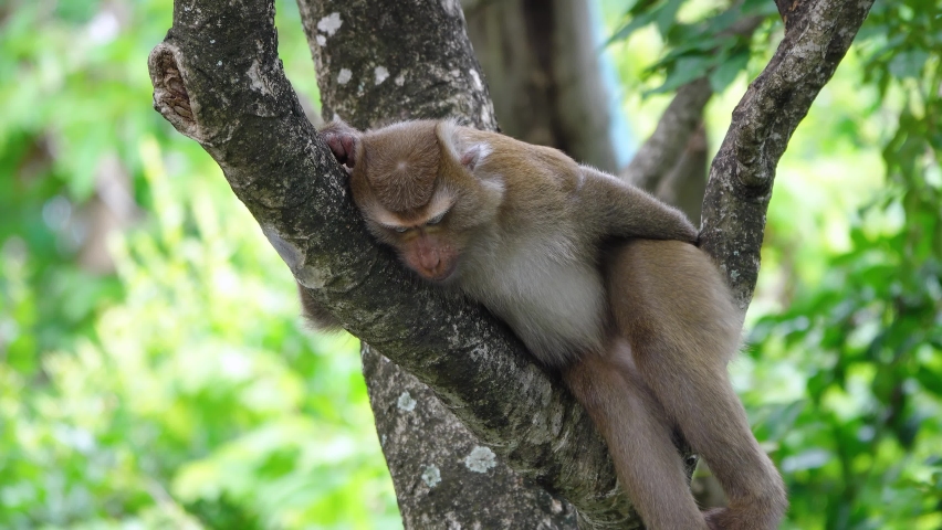 The Monkey Sleeping On the Stock Footage Video (100% Royalty-free ...