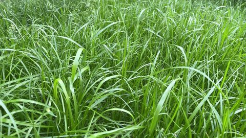 4k Green Grass Lawn Waving Wind Stock Footage Video (100% Royalty-free ...