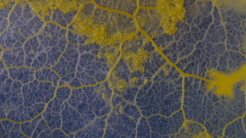 Protist Stock Video Footage - 4K and HD Video Clips | Shutterstock