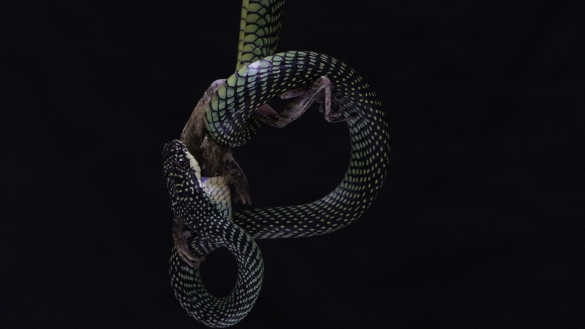 Flying Snake Eating Tree Frog, Stock Footage Video (100% Royalty-free ...