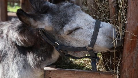 Donkey face Stock Video Footage - 4K and HD Video Clips | Shutterstock