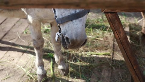Muzzle Donkey Horse Chewing Hay Closeup Stock Footage Video (100% ...