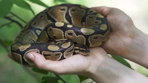 Snake Hands Closeup Woman Holds Boa Stock Footage Video (100% Royalty ...