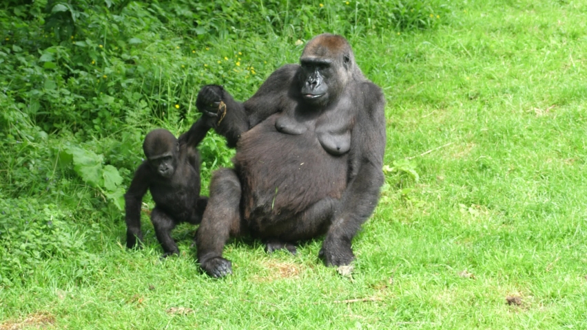 Funny Animals Videos: 4K and HD Video Clips for Download