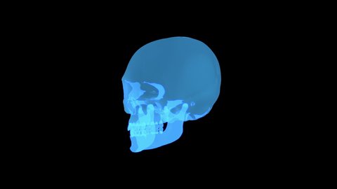 3d Holographic Human Skull Looping Animation Stock Footage Video (100% ...