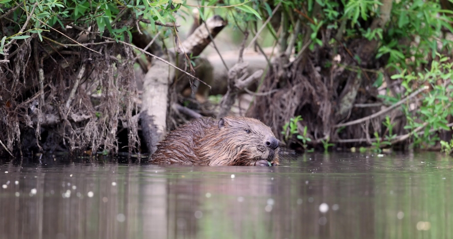 Beaver chewed tree Stock Video Footage - 4K and HD Video Clips ...
