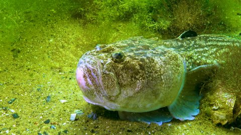 Atlantic Stargazer Uranoscopus Scaber Dangerous Poisonous Stock Footage ...