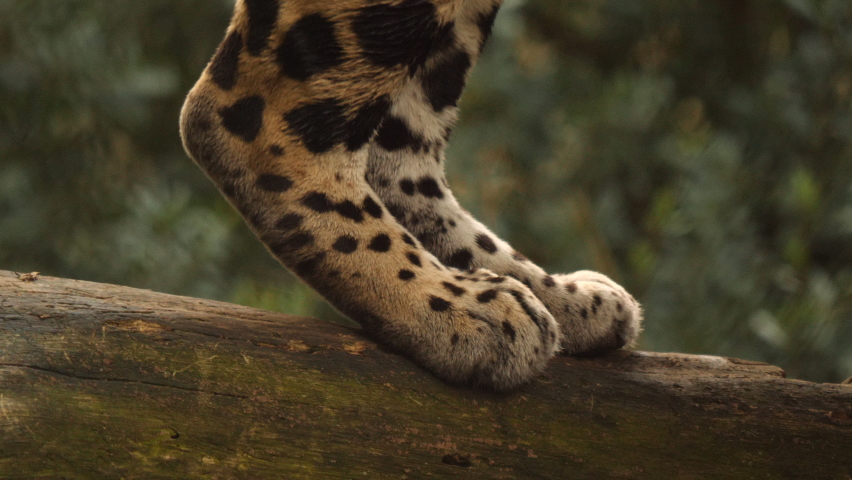 Paw Jaguar Stock Video Footage - 4K and HD Video Clips | Shutterstock