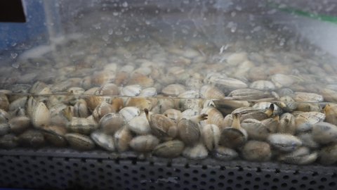 This Panning Video Shows Live Shell Stock Footage Video (100% Royalty ...