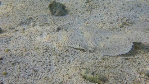 Flounder Fish Smims On Sandy Bottom Stock Footage Video (100% Royalty ...