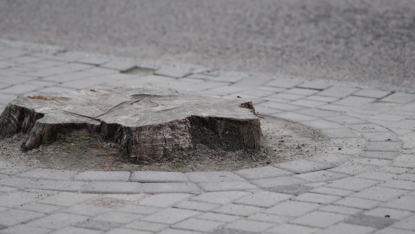 19 Stump tile Stock Video Footage - 4K and HD Video Clips | Shutterstock