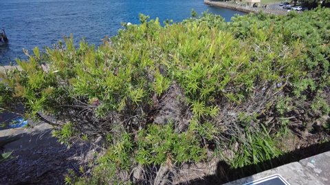 Copes Lookout Milsons Point Australia April Stock Footage Video (100% ...