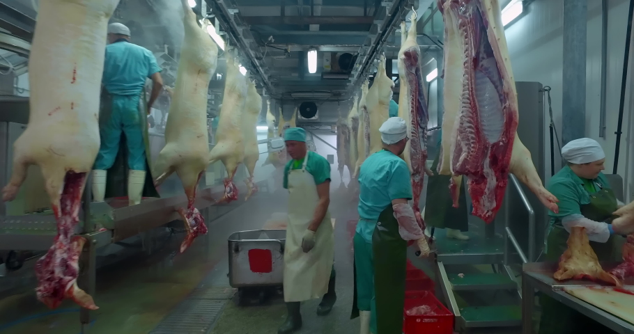 pigs slaughterhouse pork modern meat processing Stock Footage Video ...