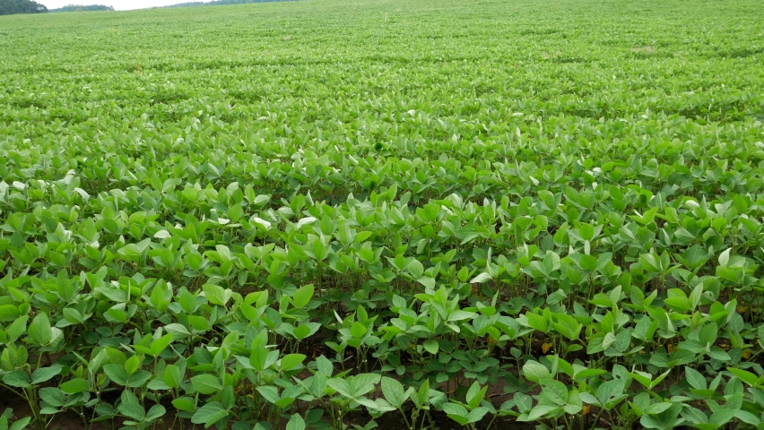 Soyabean field Stock Video Footage - 4K and HD Video Clips | Shutterstock