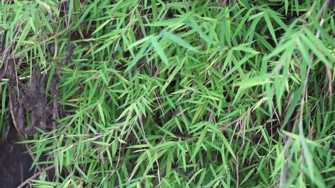 Bamboo Grass Rumput Bambu Genus Lophatherum Stock Footage Video (100% ...