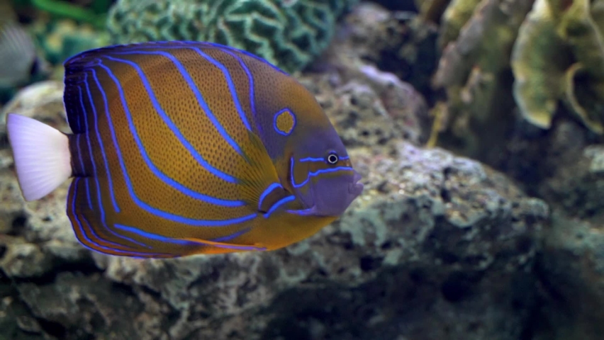 Bluering Angelfish(pomacanthus Annularis) Swimming in Stock Footage ...