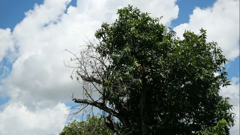 Time Lapse Dying Mango Tree Cloud Stock Footage Video (100% Royalty ...