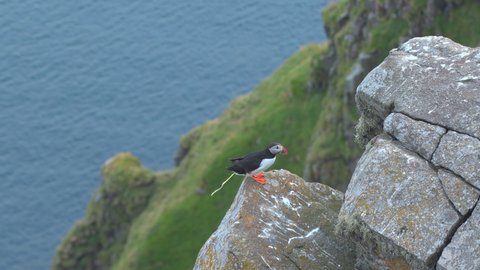 120 Poop real Stock Video Footage - 4K and HD Video Clips | Shutterstock