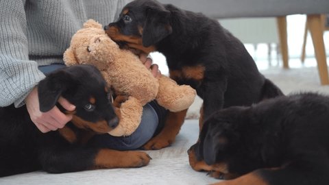Rottweiler Puppies Playing Biting Plush Teddy Stock Footage Video (100% ...