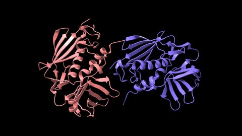Structure Enterotoxin K Staphylococcus Aureus Animated Stock Footage ...