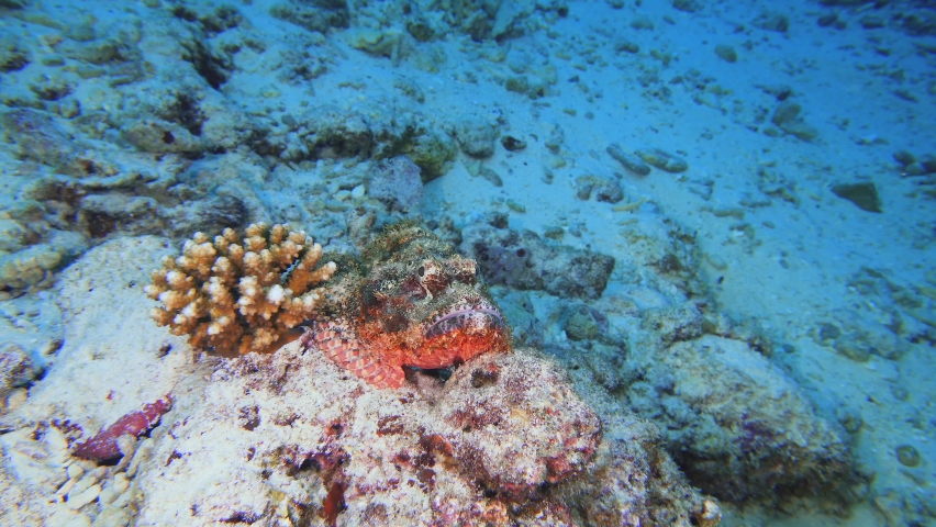 Scorpionfish Walking On the Reef Stock Footage Video (100% Royalty-free ...
