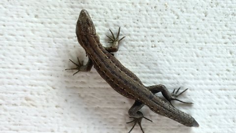 Beautiful Green Lizard Without Tail Breathing Stock Footage Video (100% ...