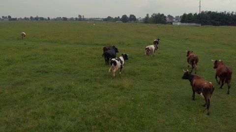 Top View Cows Green Field Beautiful Stock Footage Video (100% Royalty ...