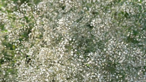 10 Gyps Flower Stock Video Footage - 4K and HD Video Clips | Shutterstock