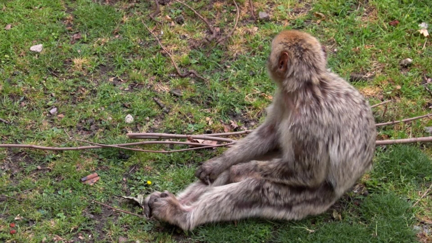 Fat monkey sitting Stock Video Footage - 4K and HD Video Clips ...