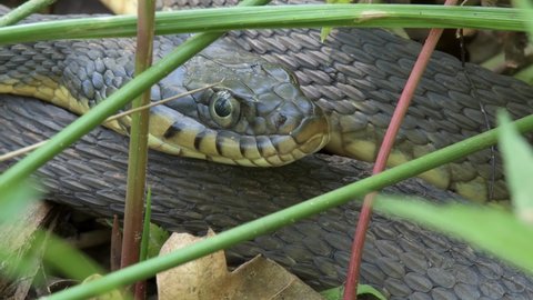 Plain bellied water snake Stock Video Footage - 4K and HD Video Clips ...
