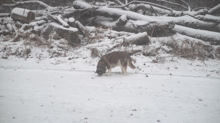 Siberian Husky Dog Digging in Stock Footage Video (100% Royalty-free ...