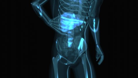 4k Anatomy Concept Liver Stock Footage Video (100% Royalty-free ...