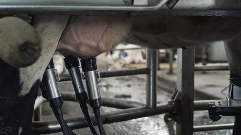 Red Laser Robot Scans Udder Cow Stock Footage Video (100% Royalty-free ...