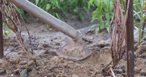 Digging Narrow Furrow Hoe Tool Bio Stock Footage Video (100% Royalty ...