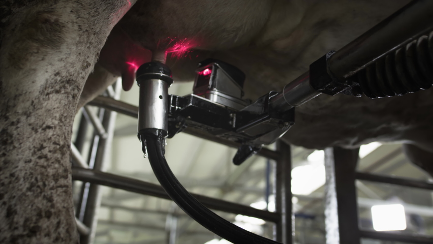 automatic machine robot milking cow's milk Stock Footage Video (100% ...