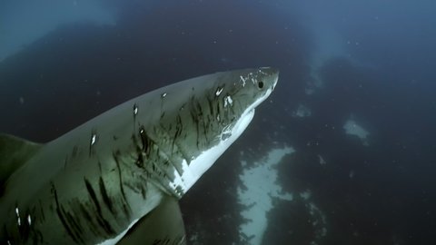 Battle Scarred Great White Shark Carcharodon Stock Footage Video (100% ...