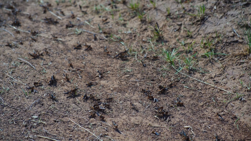 desert locust attack fields lands Stock Footage Video (100% Royalty ...