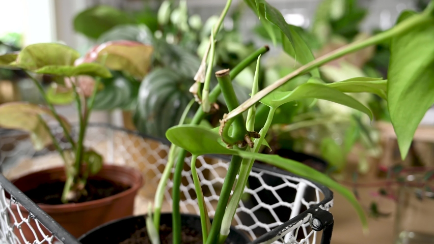 Offshoot plant Stock Video Footage - 4K and HD Video Clips | Shutterstock