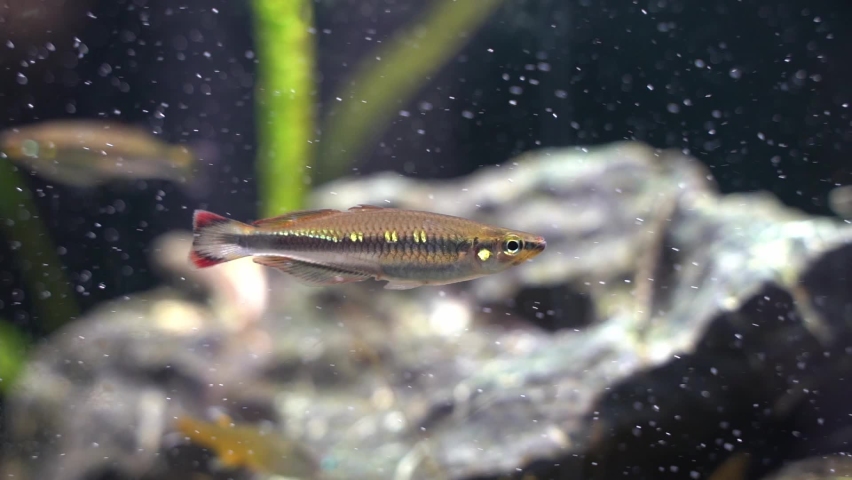 Madagascar rainbow fish Stock Video Footage - 4K and HD Video Clips ...