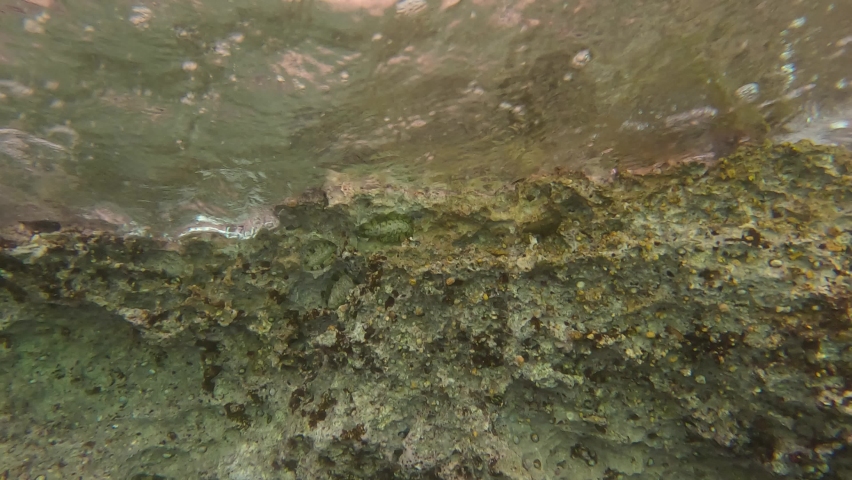 West Indian Fuzzy Chiton (acanthopleura Stock Footage Video (100% ...