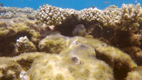 Group Farmerfish Protects Territory Burrows Coral Stock Footage Video ...