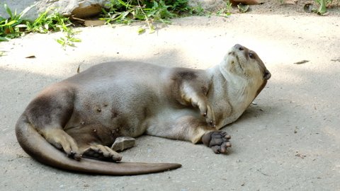 Otter Behavior After Otter Rises Out Stock Footage Video (100% Royalty ...