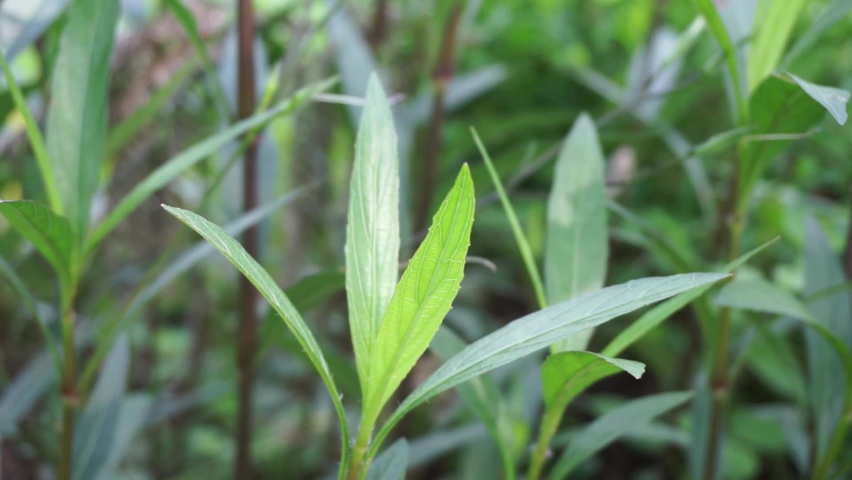 Ruellia Simplex with a Natural Stock Footage Video (100% Royalty-free ...