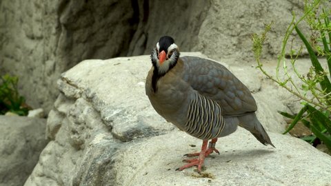 Arabian Partridge Alectoris Melanocephala Very Close Stock Footage ...