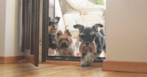 Pack Yorkie Dogs Runs Into House Stock Footage Video (100% Royalty-free ...