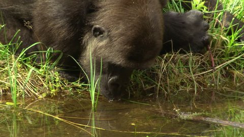 Gorilla Drinking Water Stock Footage Video (100% Royalty-free) 10761824 ...
