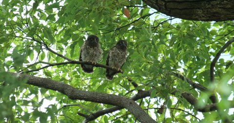 Cute Juvenile Bird Northern Boobook Ninox Stock Footage Video (100% ...