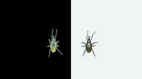 Acari Mite Mesostigmata Under Microscope Parasitoidea Stock Footage ...