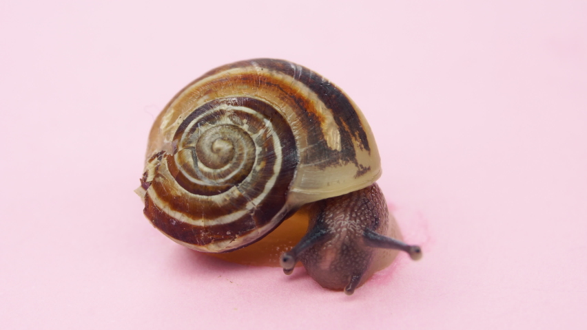 Snail Horns Stock Video Footage - 4K and HD Video Clips | Shutterstock